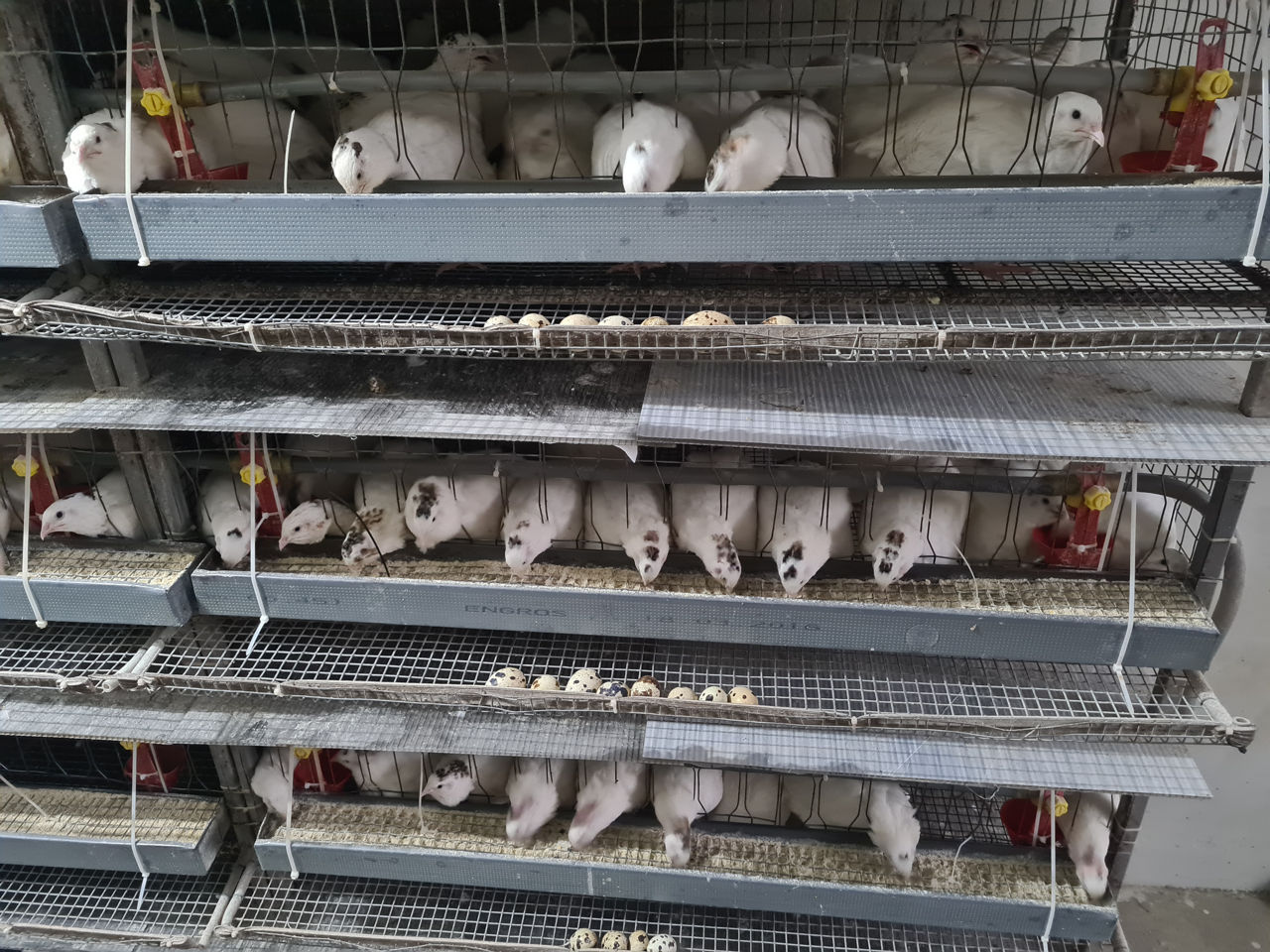 Vind oua de prepelite alimentare