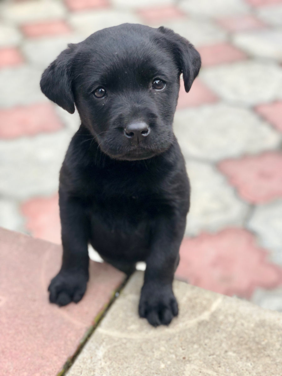 Vând cățel de labrador