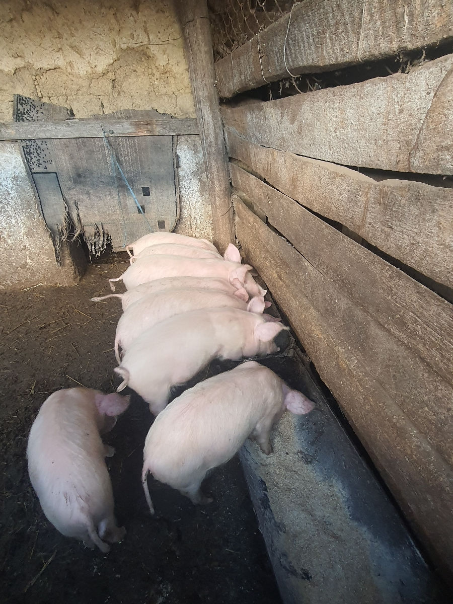 Purcei pentru creștere