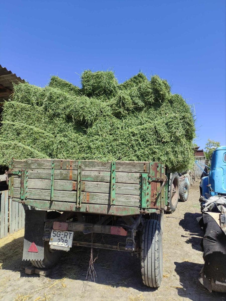 Vand baloti de lucernă/fân si sfecla furajera