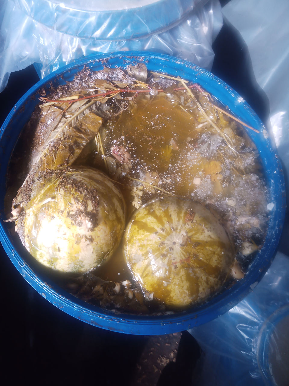 Muraturi соленья murături