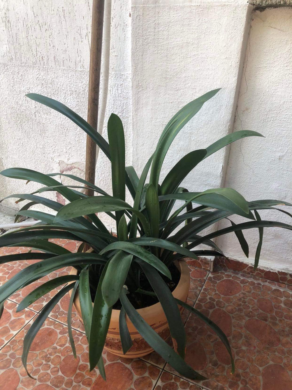 Flori de camera de vinzare