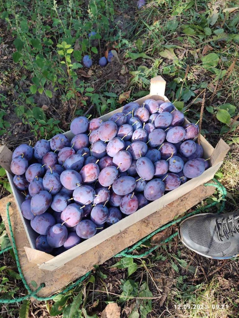 Prune President