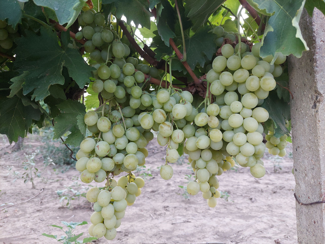 Виноград