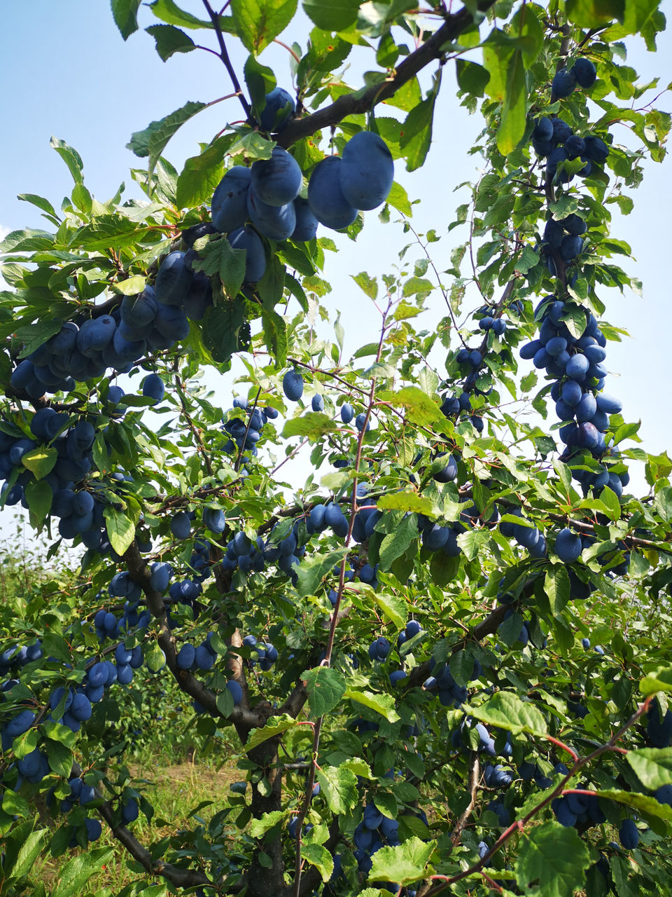 Prune Stenley,Nisporeni,livada tinara,tratata