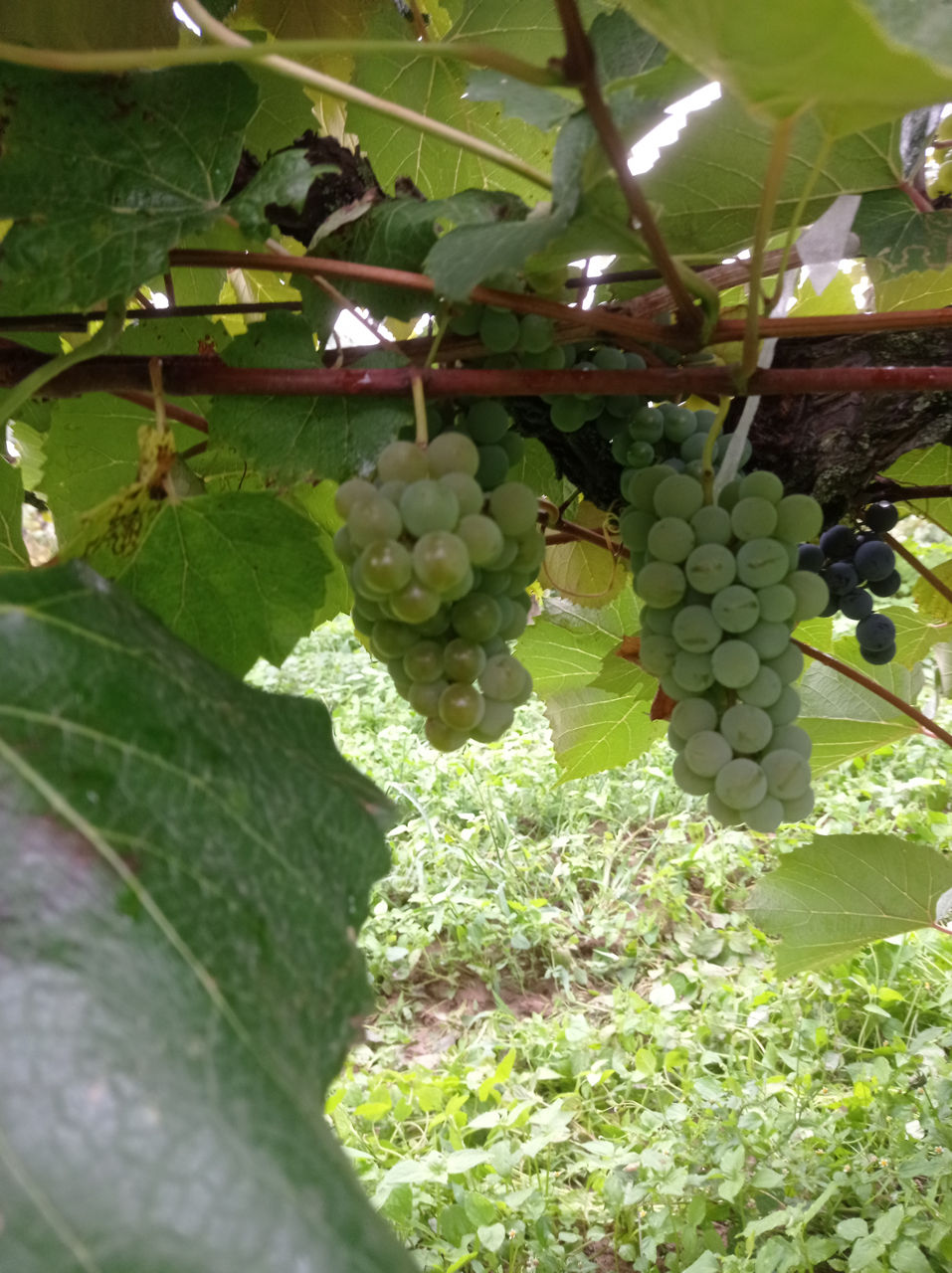 Vind poama nova sau căpșună alba cum se mai zice