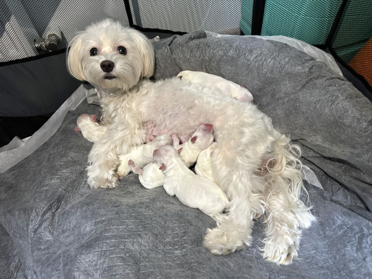 Мальтийская болонка- Bichon Malteze