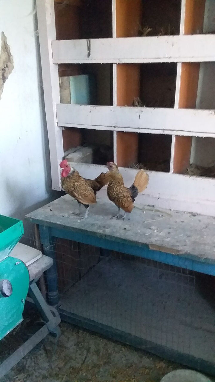 vind sunati060654825 o pereche de sibrait sau schimb pi gainusi mici grecesti sau propuneti