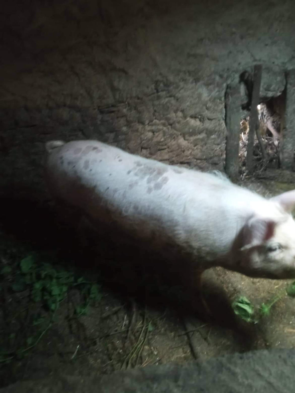 Vînd un porc crescut cu mîncare de casă.