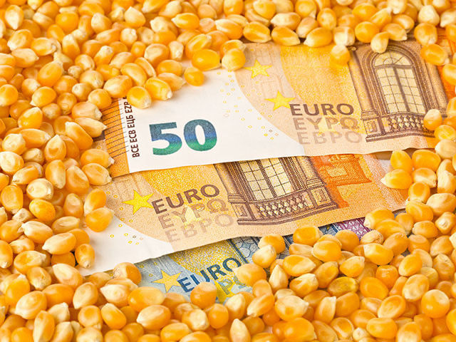 Куплю кукурузу в мешках по 3 50 лея кг с доставкой в оргеев