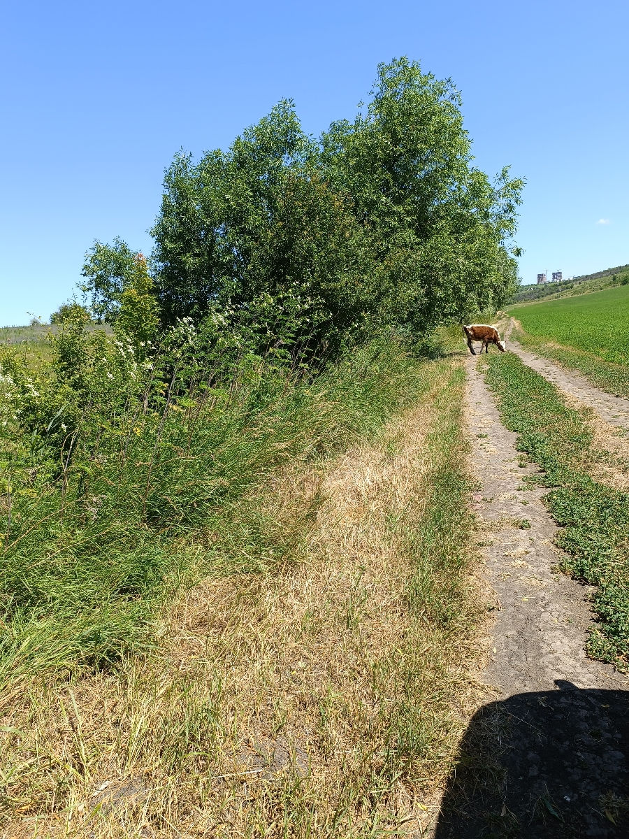 10 ha Edinet Bădragii Noi