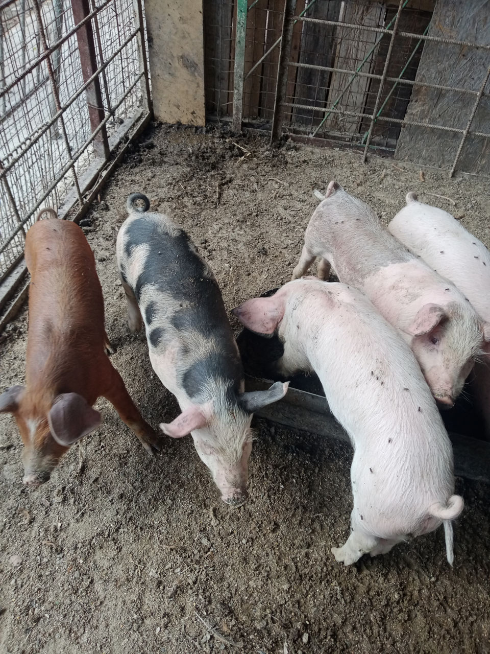 Purcei mici de vînzare maninca bine sunt vaccinați curățiți au in jur ...