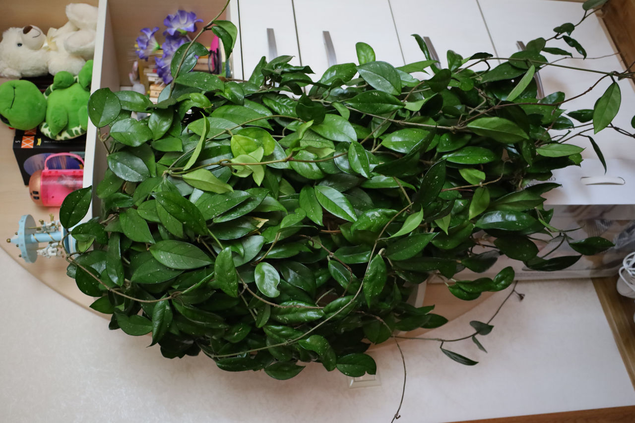 Floarea de ceară Hoya (Lacrima Maicii Domnului)