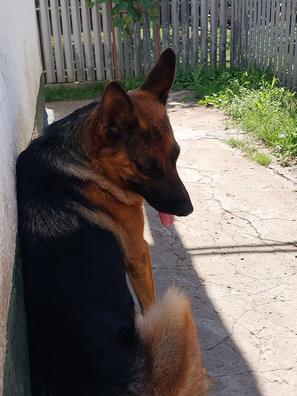 Se vind pui de ciobaneac gherman