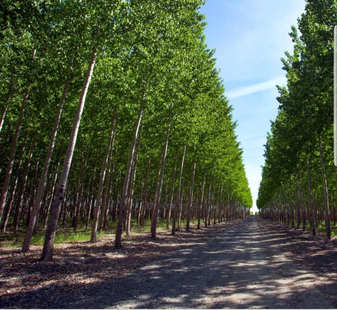 Тополь plop (populus robusta)