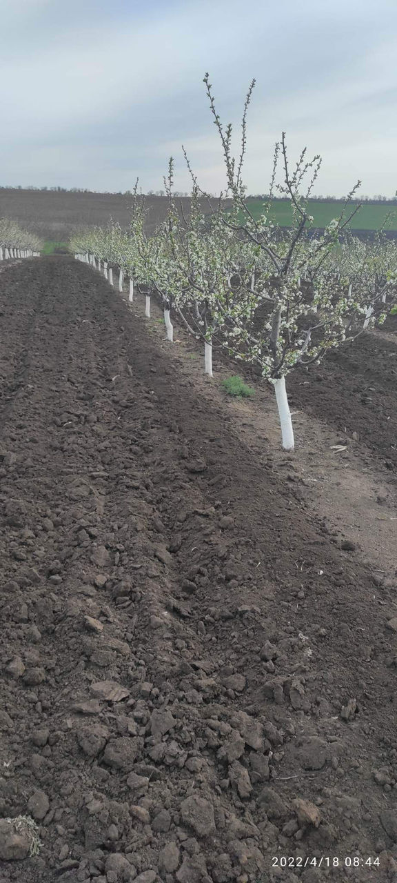 Vand livada de prune