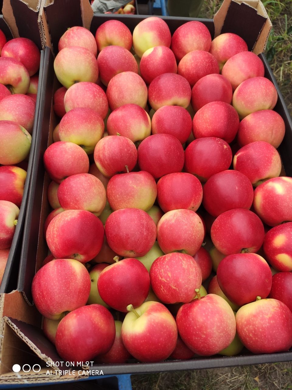 Mere Spava si Gala mast