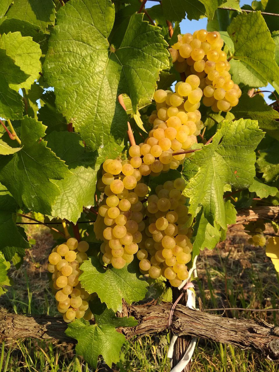 Poama pentru vin( shardone )