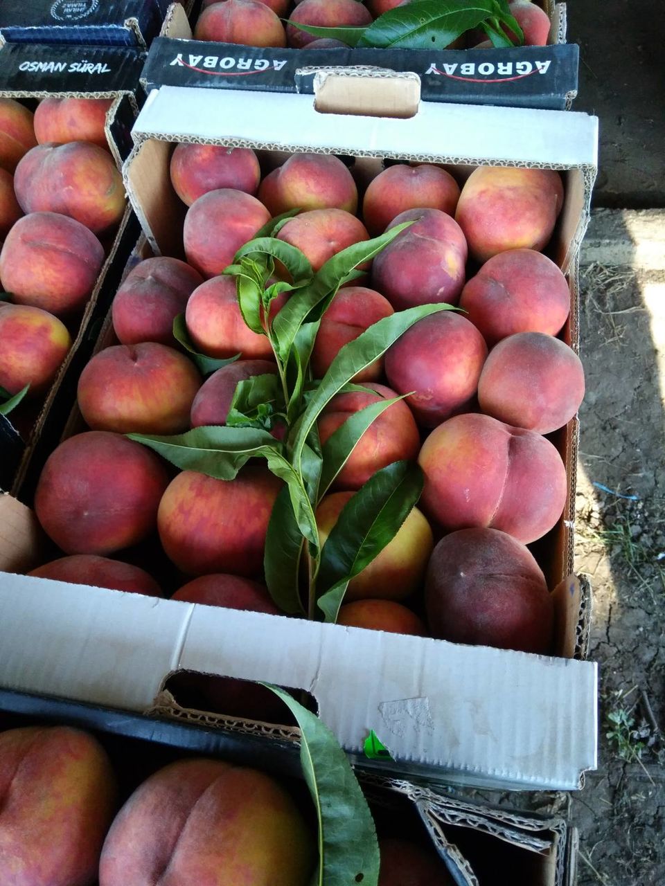 piersic Cardinal / персик Кaрдинaл