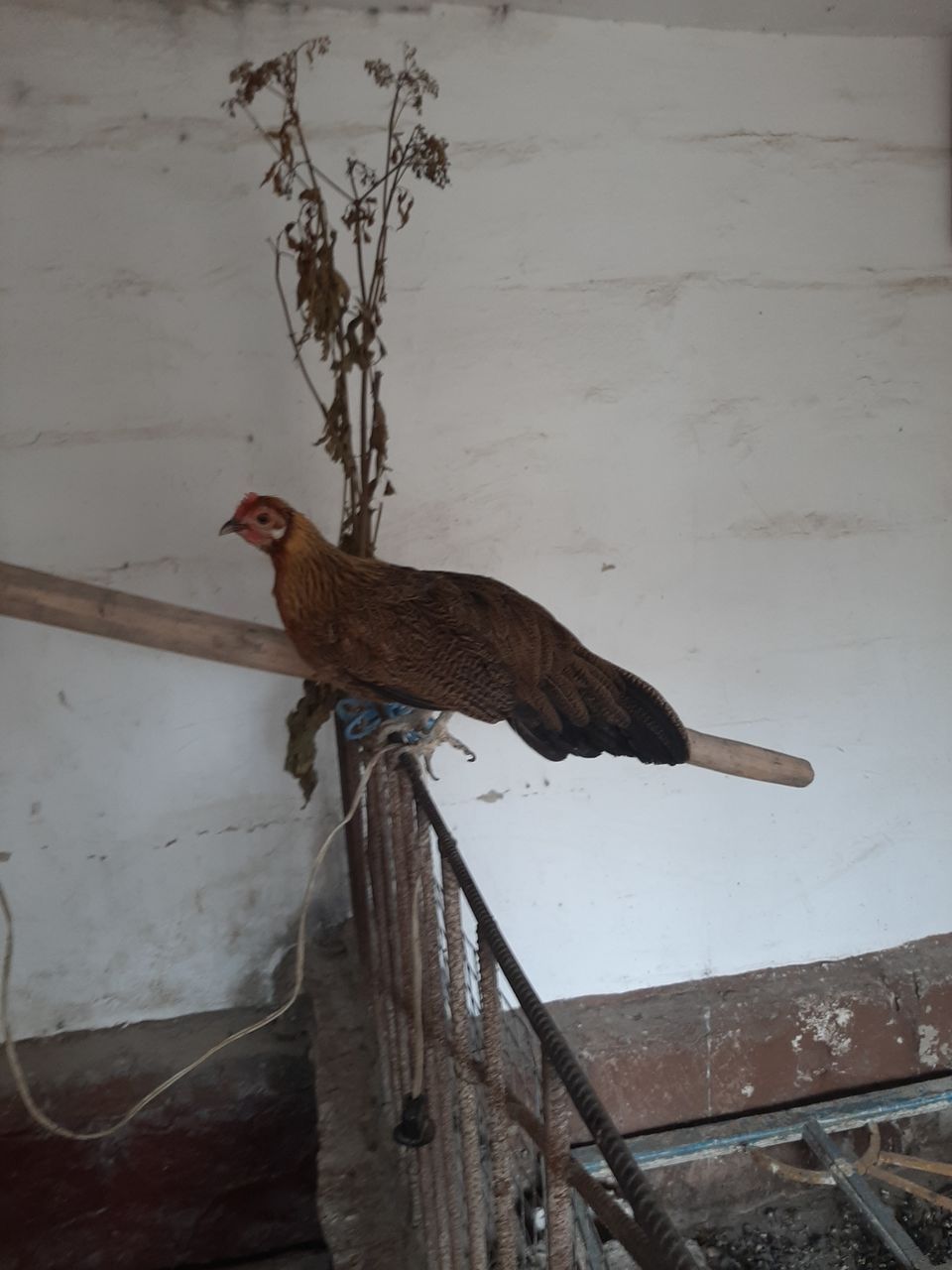 Vînd sau schimb pe porumbeii!