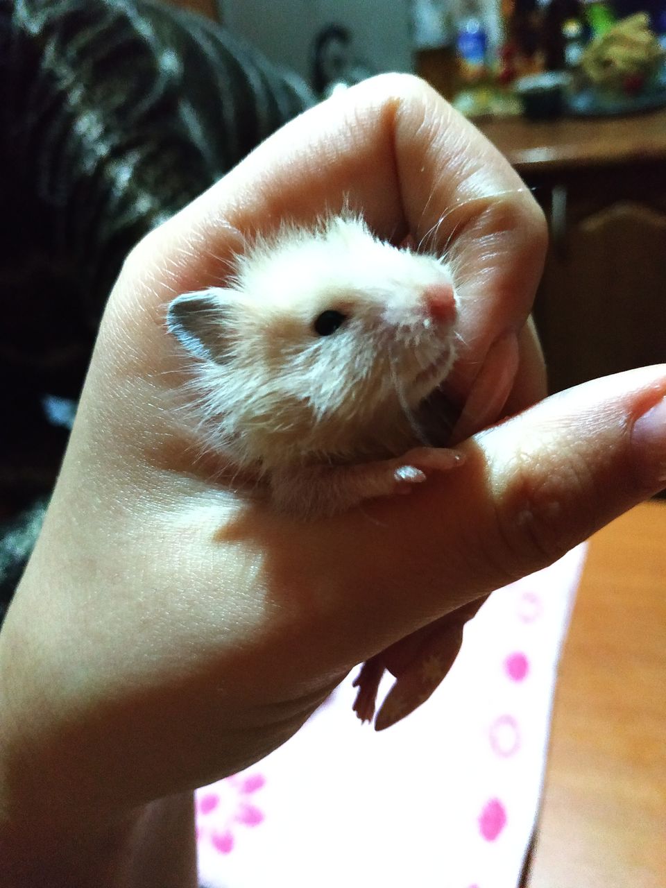 Сирийские хомяки