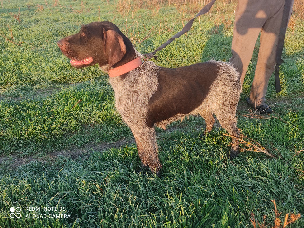 Se vinde doi câini de drathar