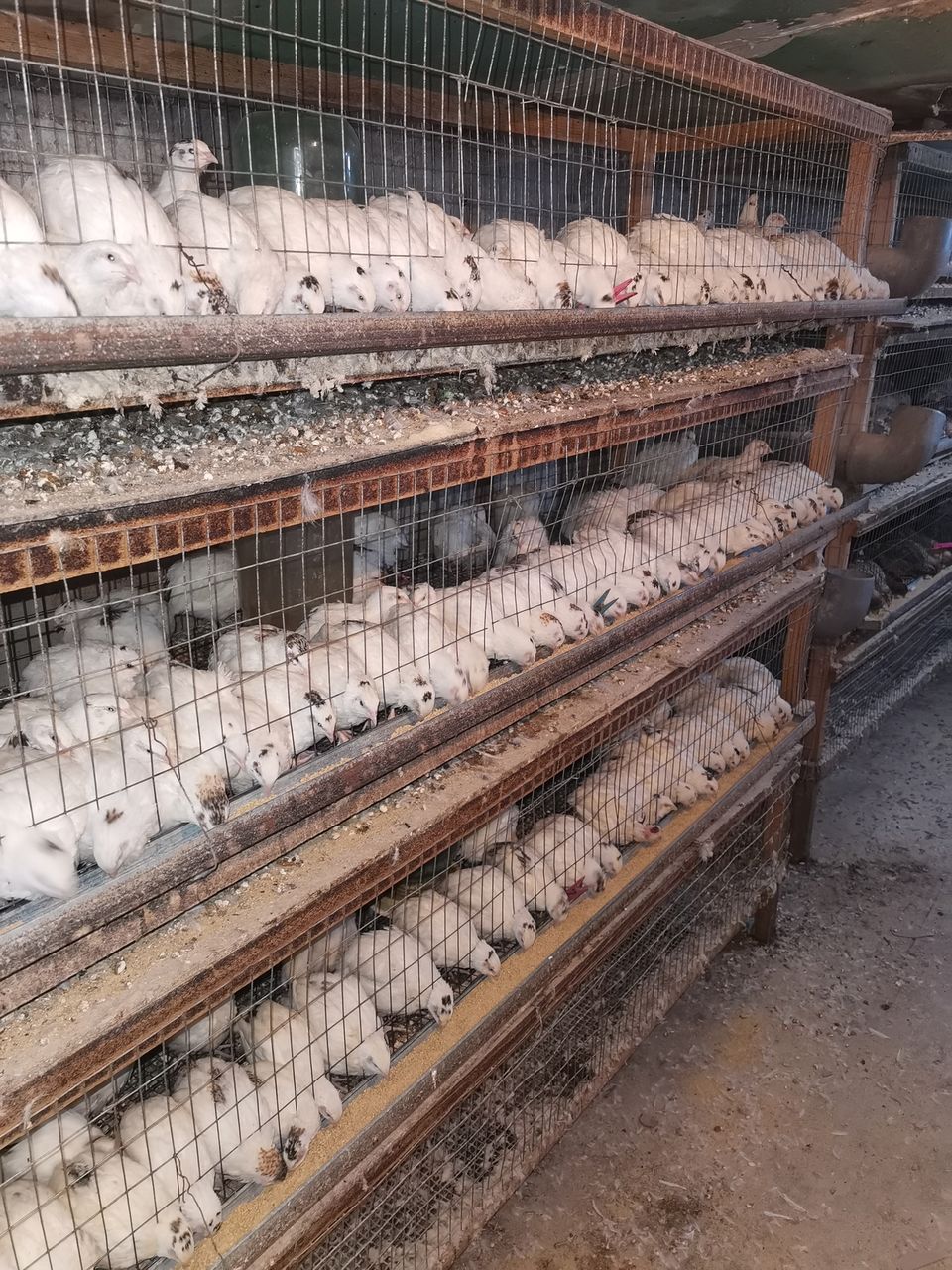 Ferma de prepelițe.