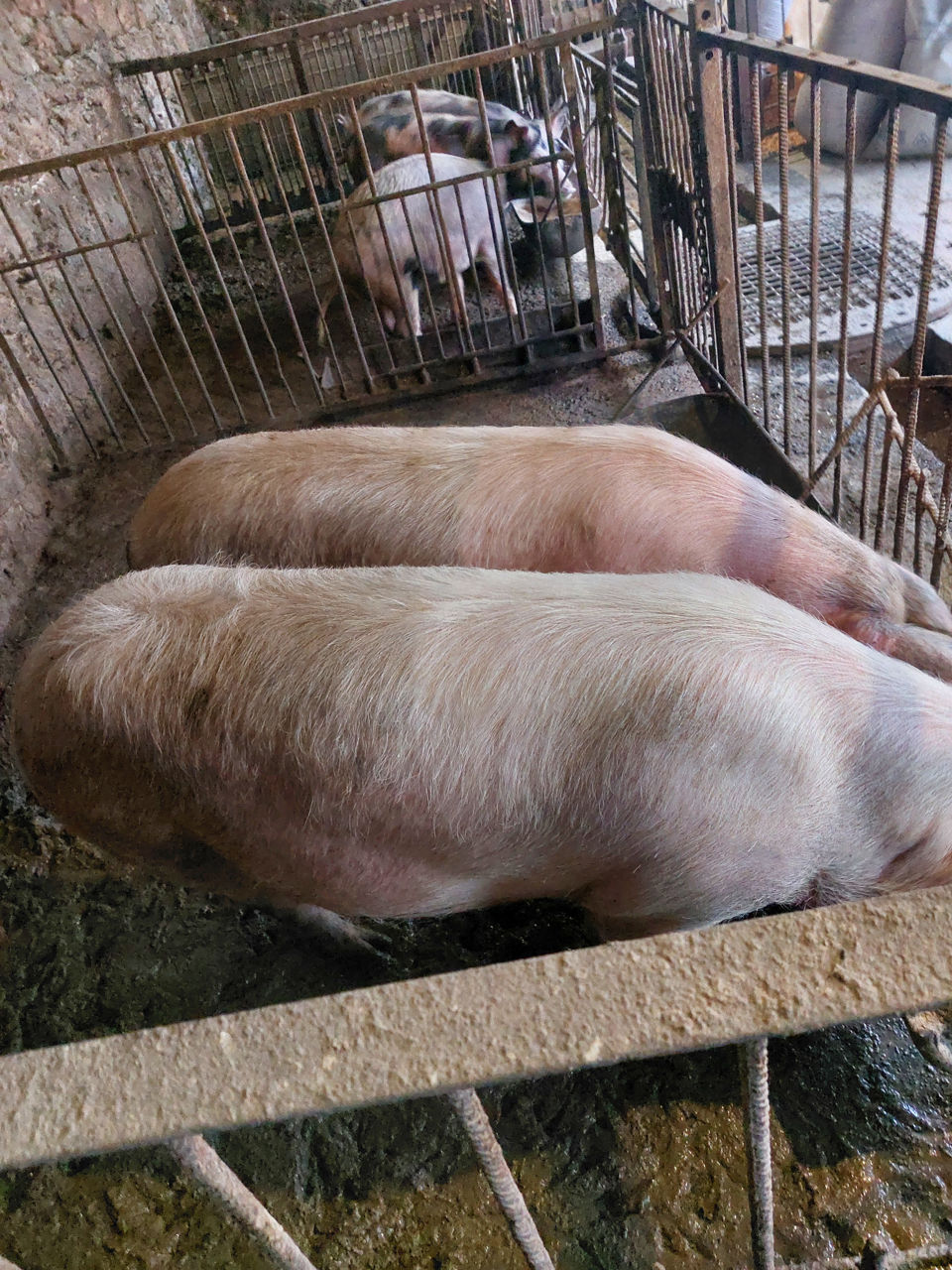 Vînd doua scrofite a fata