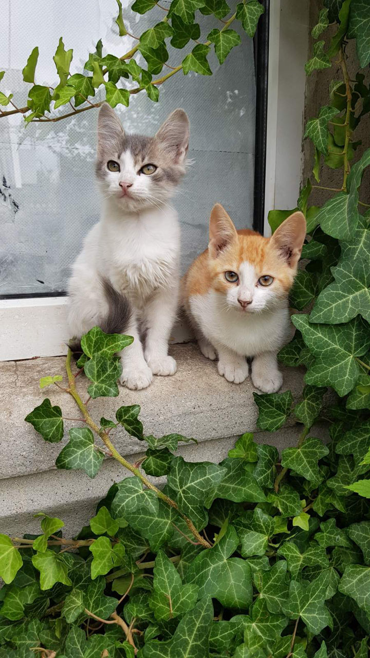 Котята в дар