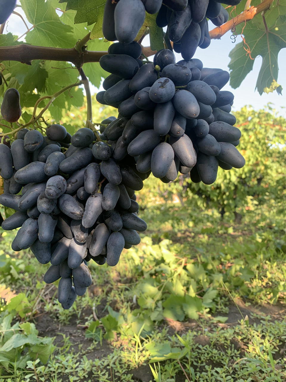 Struguri Odeskii Suvenir