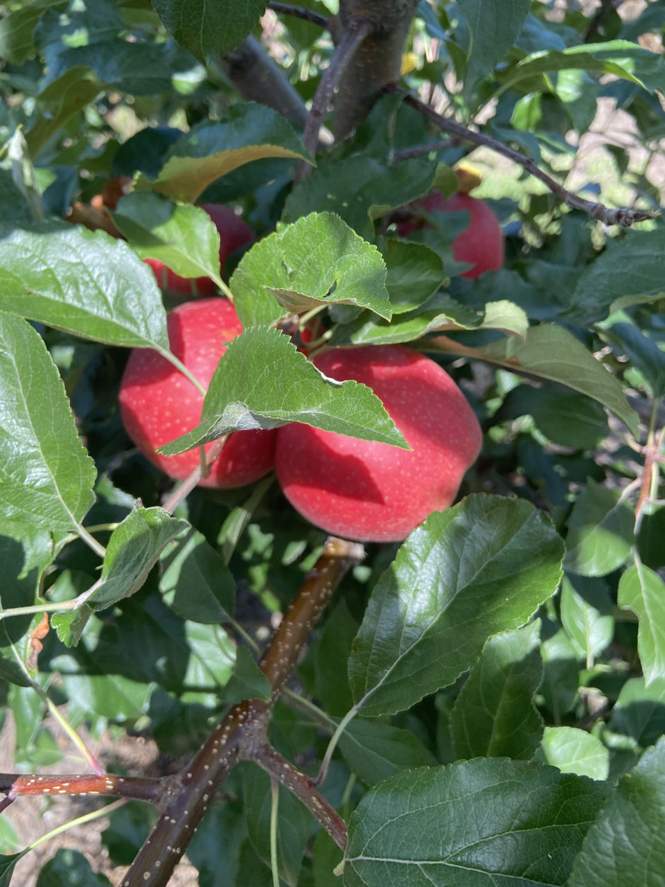 Vindem mere Gala Buckeye si Gala Must