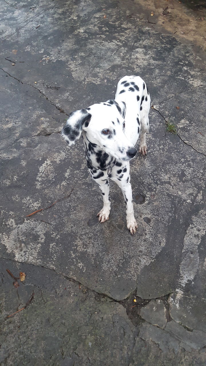 Vind cîine de rasă urgent.