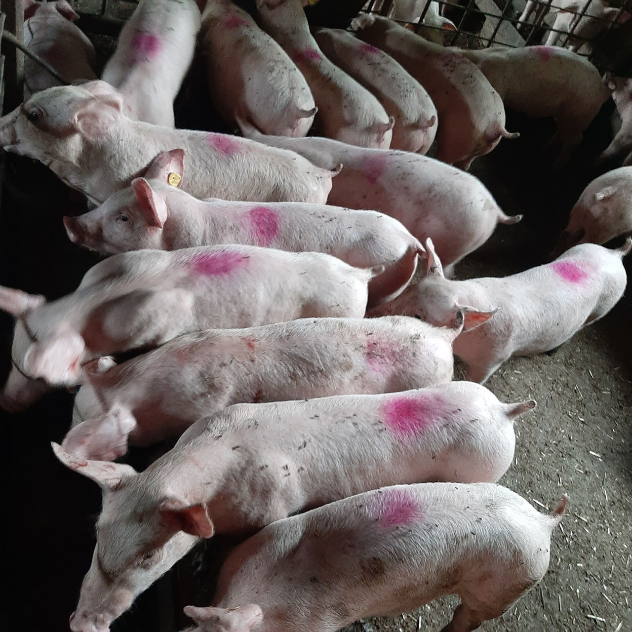 Vind purcei la crestere landras +petrean 25-30 kg