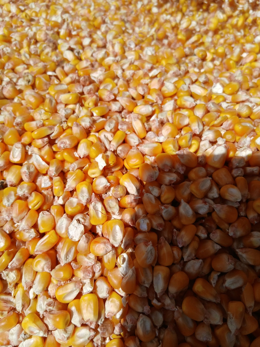 Vind porumb pus in saci 40 kg 4.75 lei kg