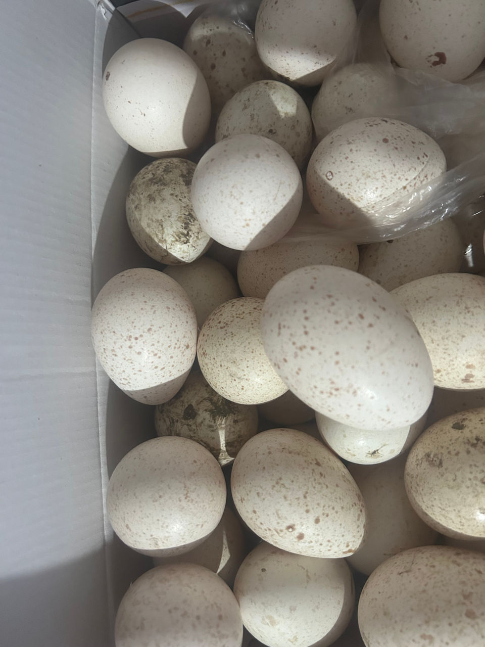 Vând ouă de curca pentru incubat