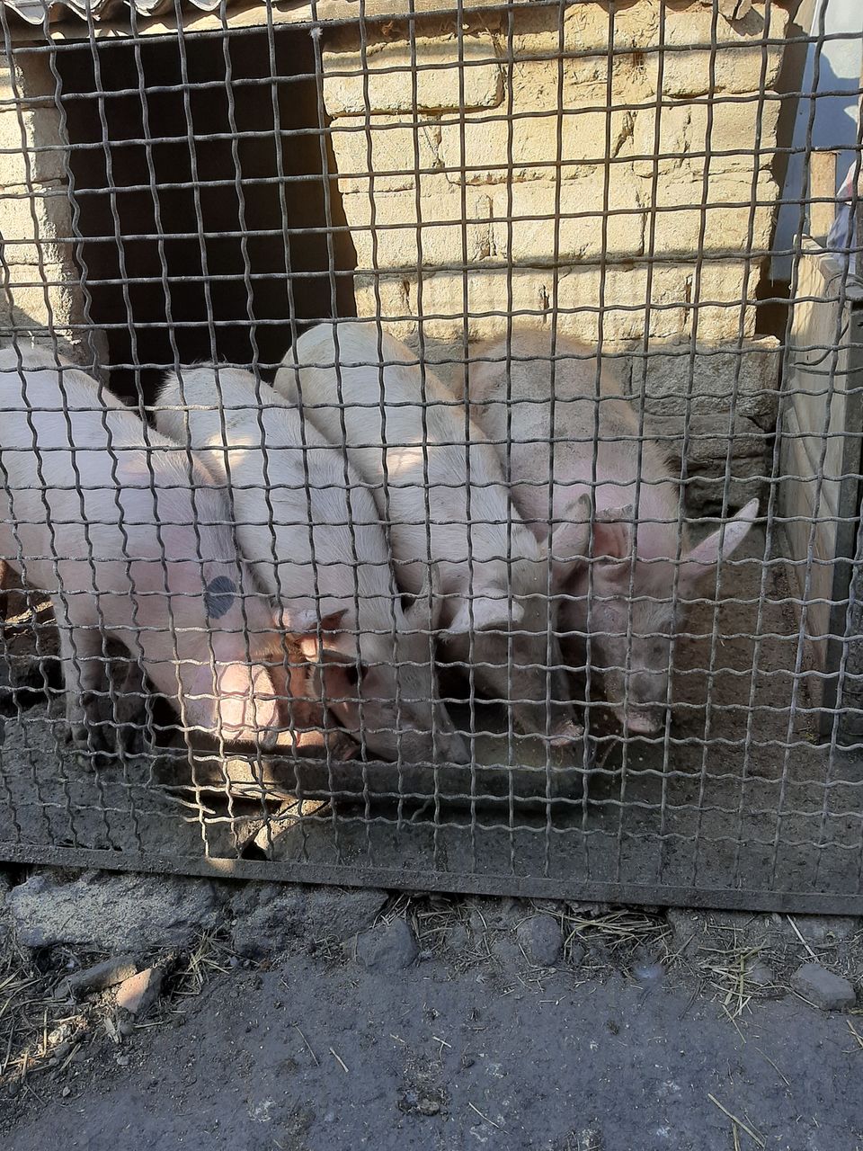 Porci mari si mici de casa