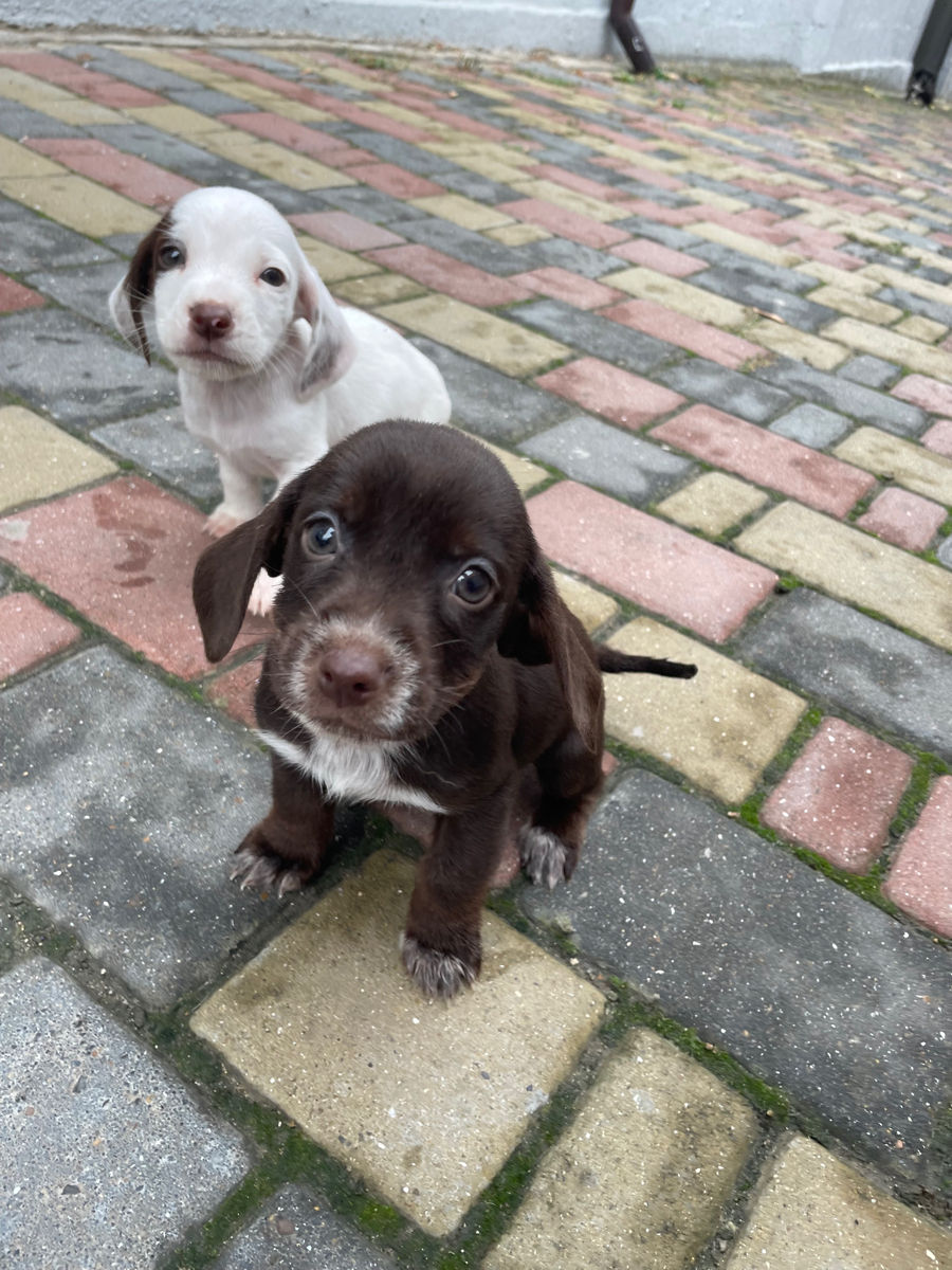 Cocker Spaniel/Jack russel terrier