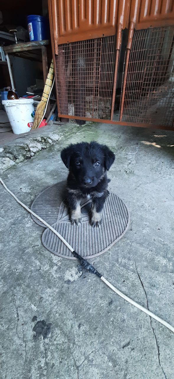 Cadonez catelus ciobanesс german (rasa curata) / щенок овчарки ( чистая ...