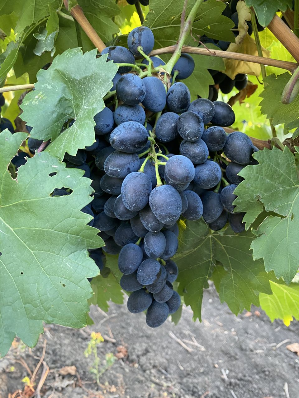 Struguri Moldova pentru export