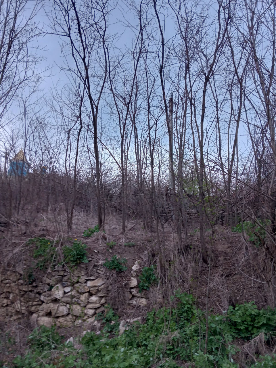 Oferim copaci de salcâm pentru lemne de foc