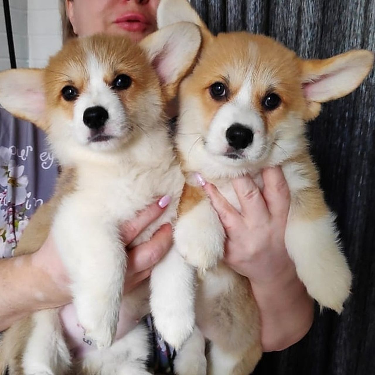 щенки корги