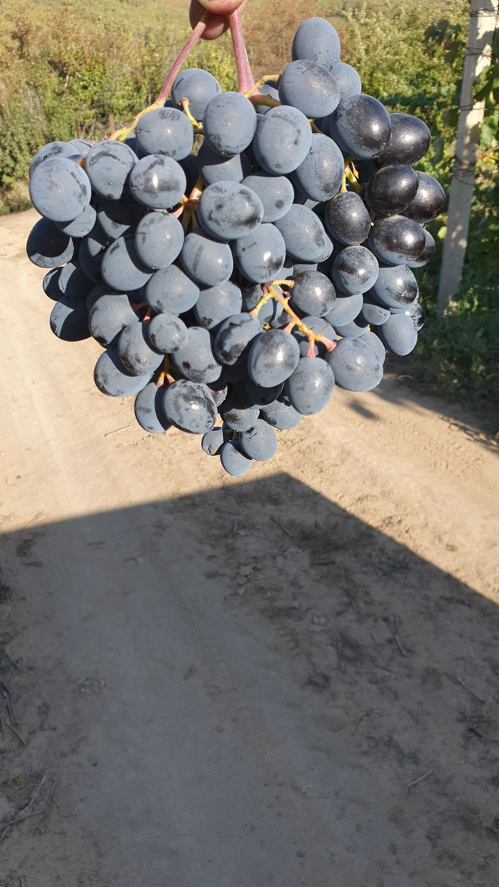 Struguri,Poamă Moldova