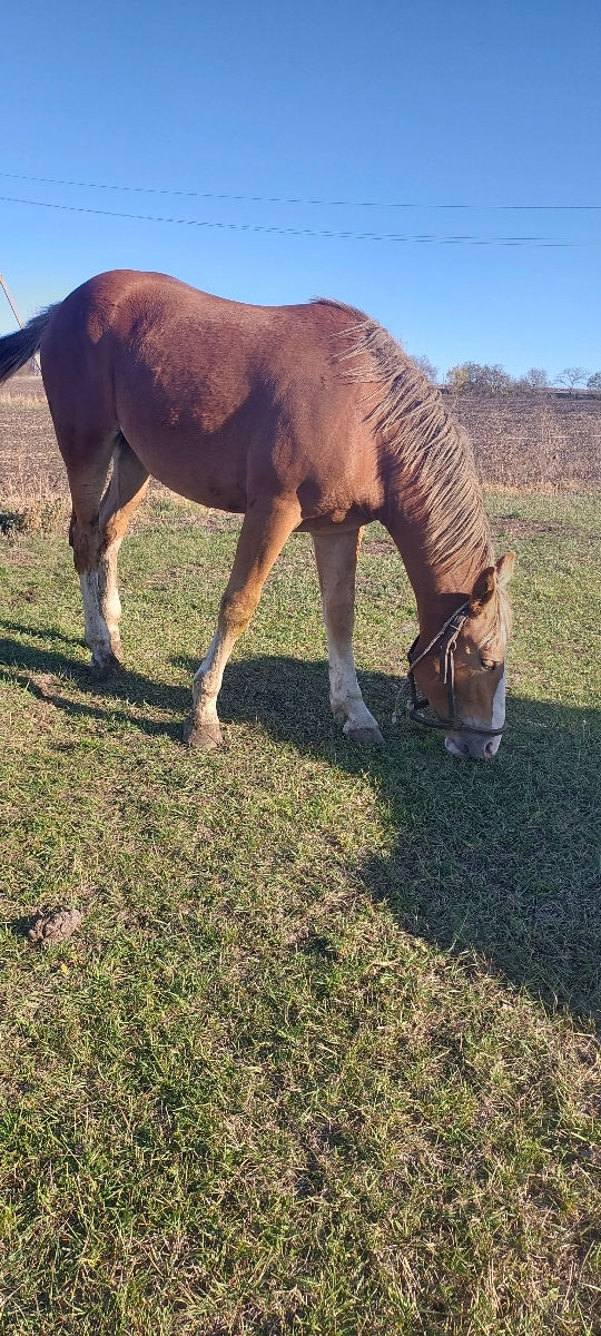 Se vind 2 Epe tinere si Armasar Tejoloves