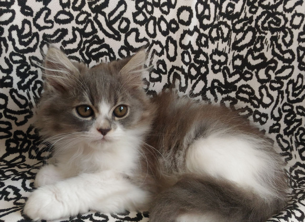 Очень красивые котята (Видео)