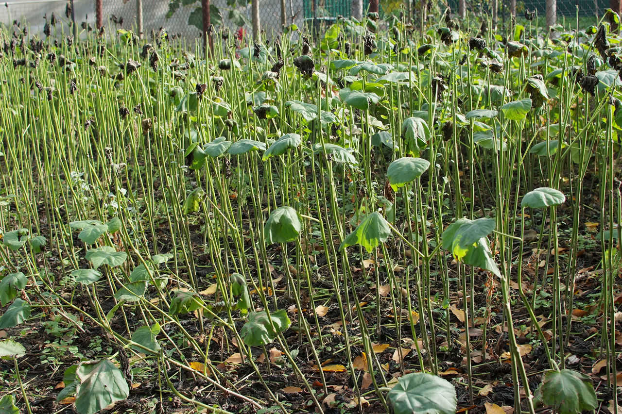 Puieti de Paulownia tomentosa .Cаженцы Павловнии войлочной