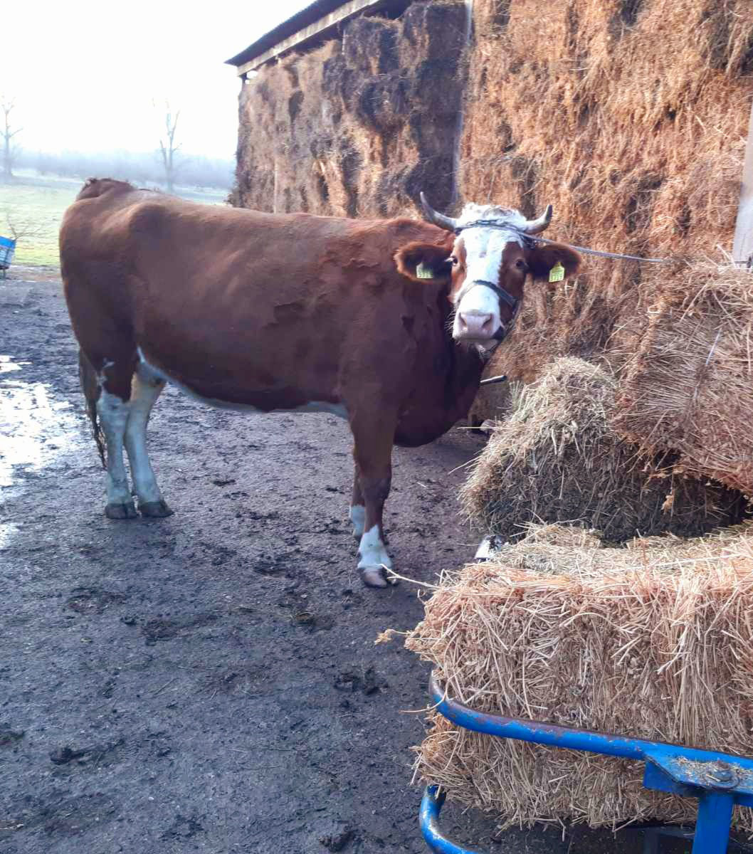 Se vinde vaca tinara.