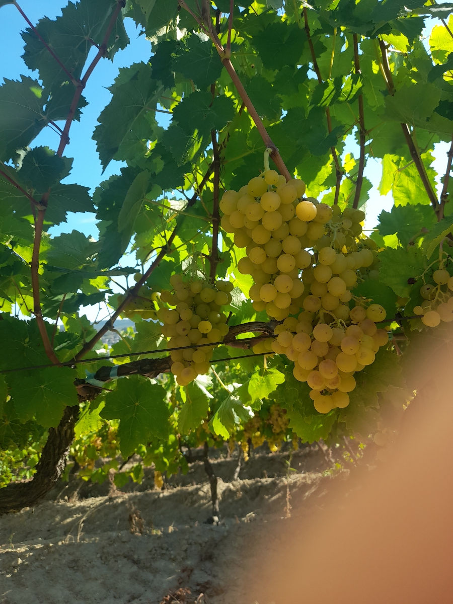 Vind poama muscat entarnii la vin