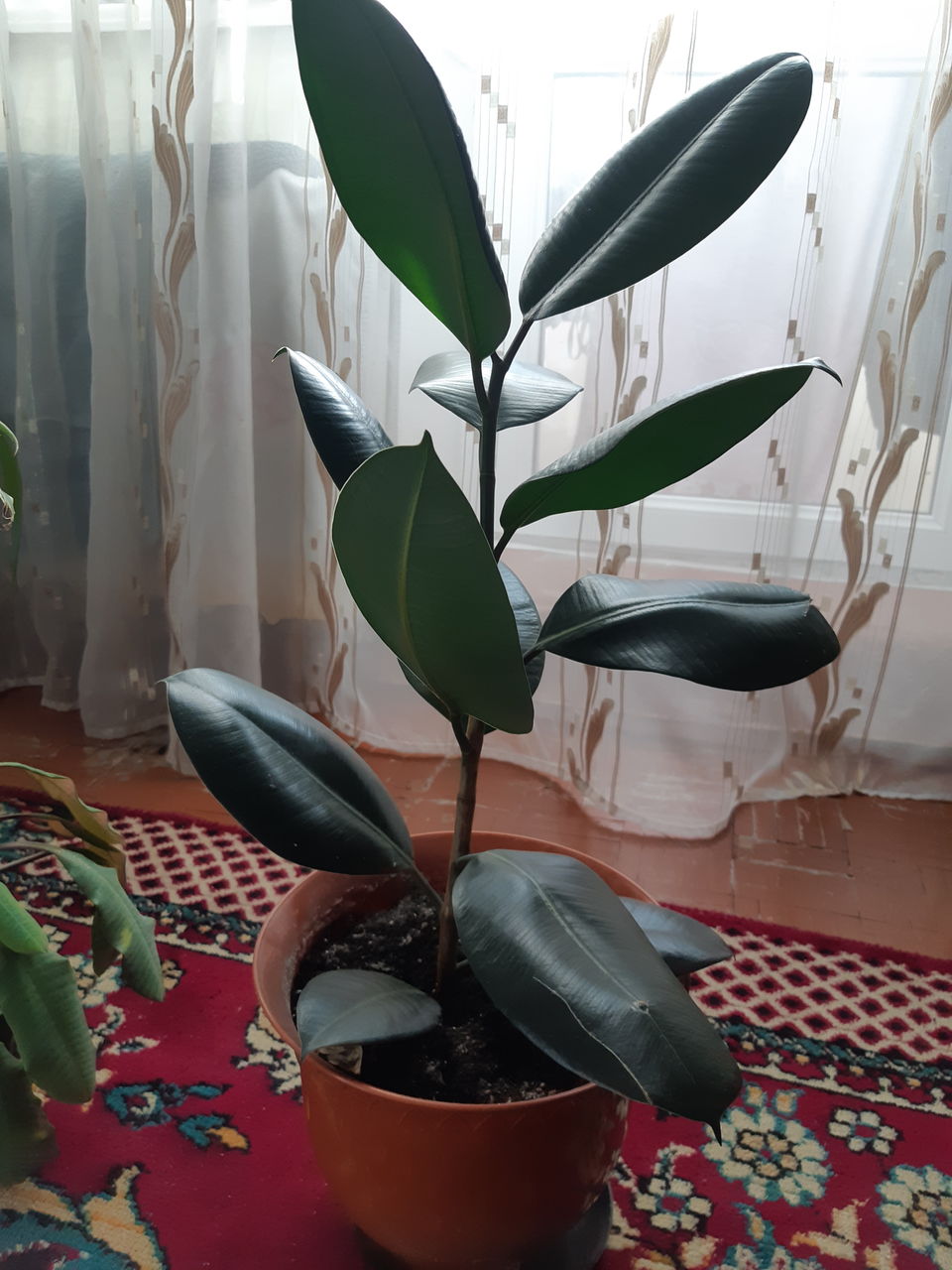 Ficus - 400 lei