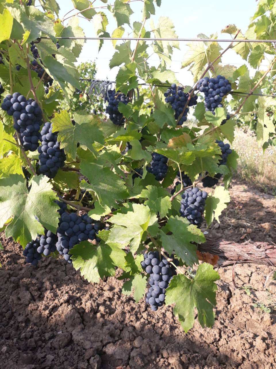 Poama ieftina la 6 lei.