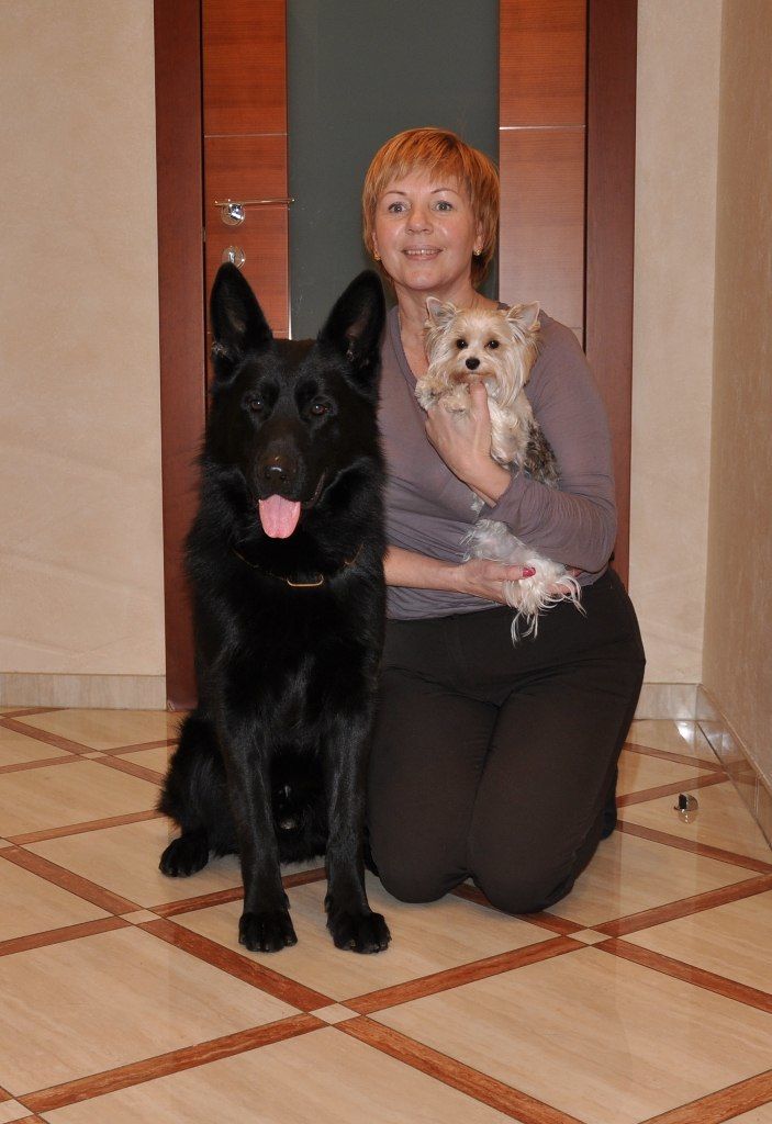 Pui de Ciobanesc German Negru